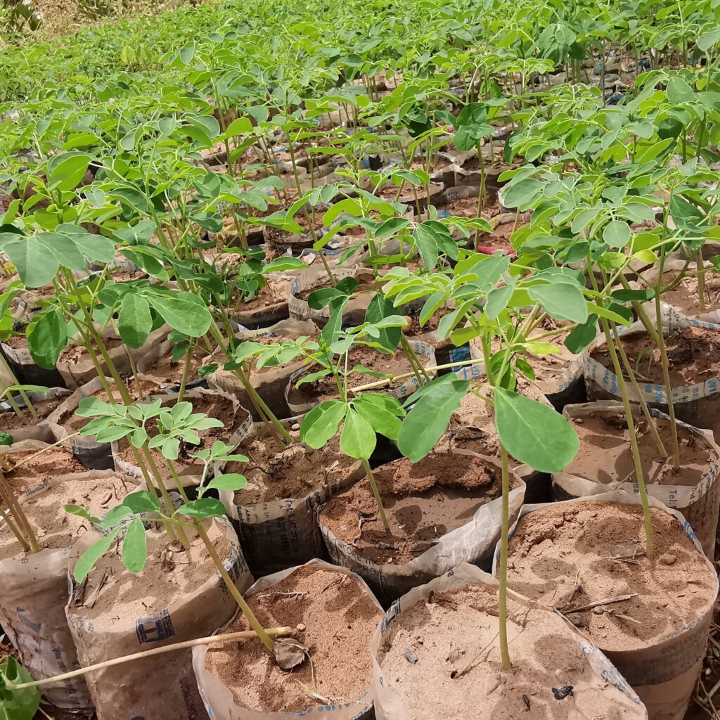 Ghana - Growing Trees