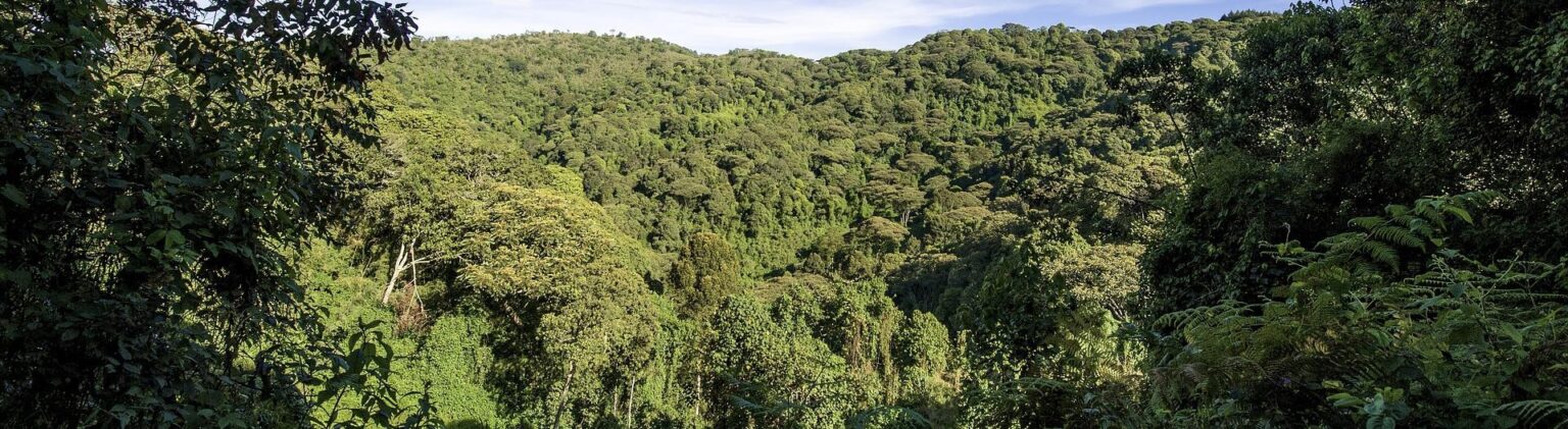 Uganda - Growing Trees